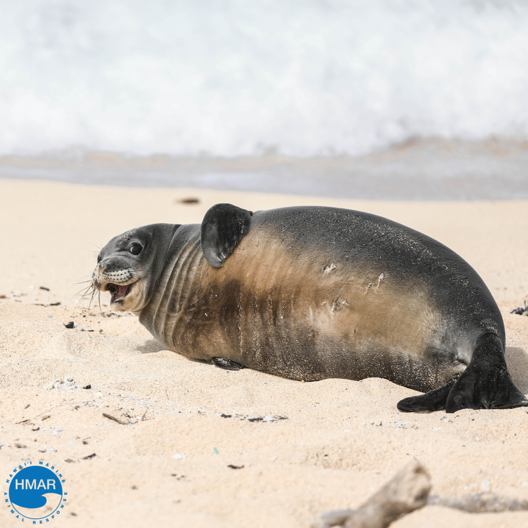 Hawaiʻi Marine Animal Response: HMAR | Malama 1