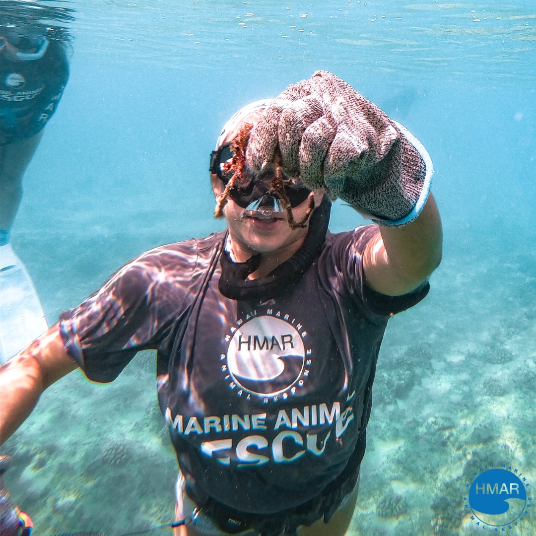 Hawaiʻi Marine Animal Response: HMAR | Malama 1